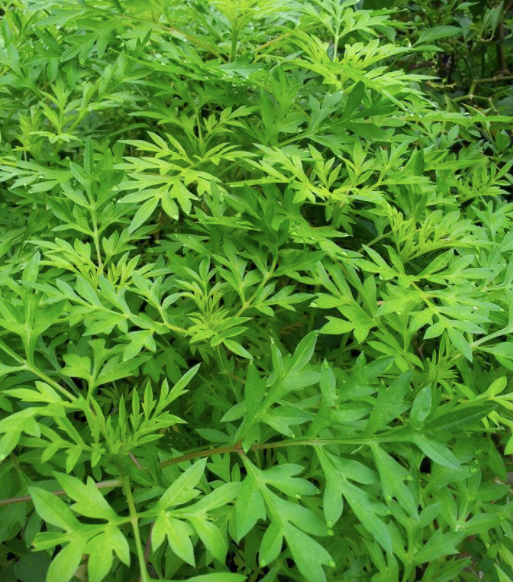 Ikut Teknik Ini Mudah Tanam Ulam Raja Di Rumah Menghasilkan Daun Rimbun ...