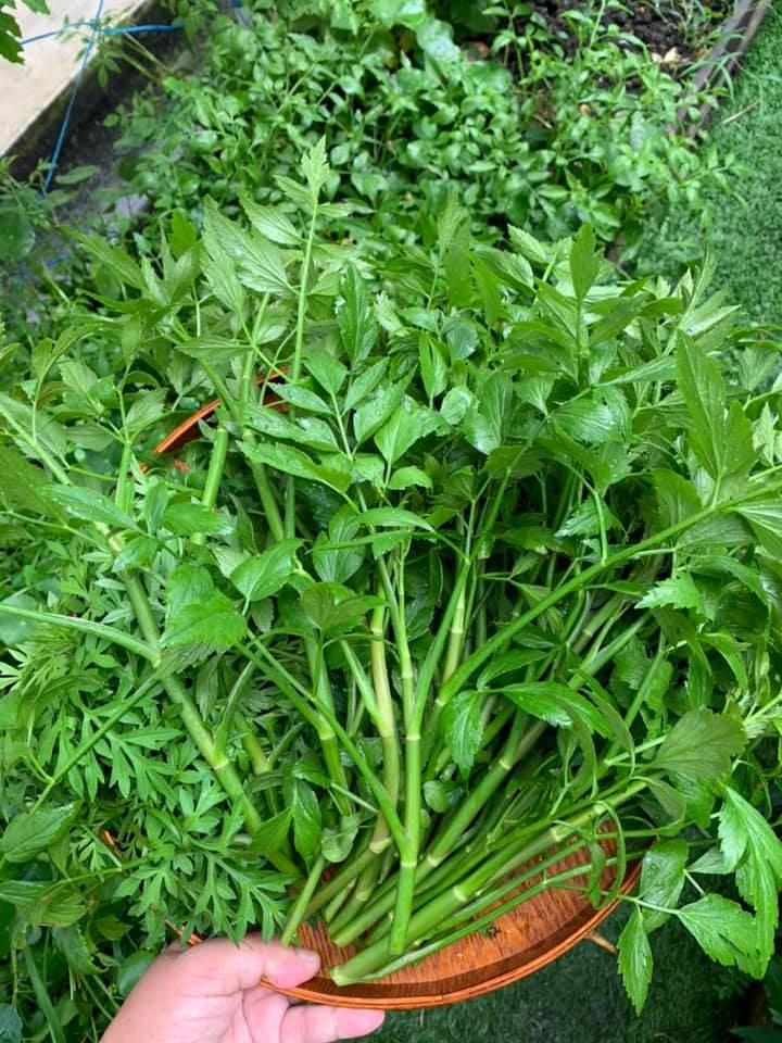 Boleh Cuba 5 Cara Mudah Tanam Ulam Selom Subur Merimbun Di Rumah – Blog ...