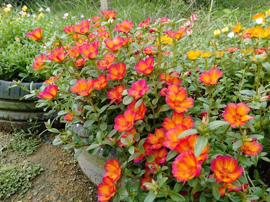 Peniaga Ros Jepun Ni Kongsi Cara Jaga Pokok Biar Subur & Berbunga Lebat ...