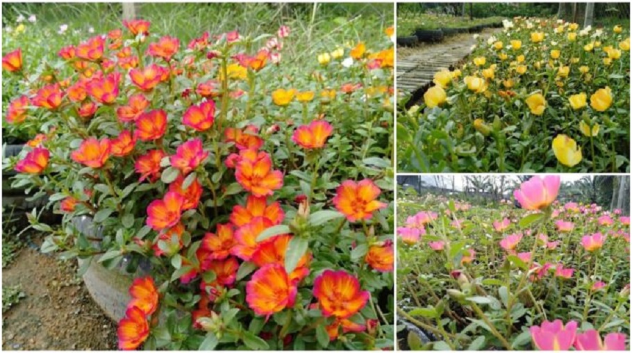 Peniaga Ros Jepun Ni Kongsi Cara Jaga Pokok Biar Subur & Berbunga Lebat ...